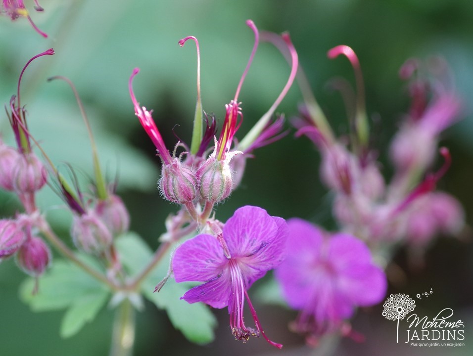 Mise en lumière des Géraniums vivaces | Mohème Jardins